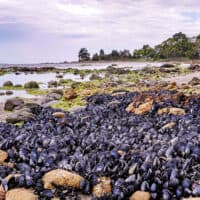 About Taroona | Taroona Community Association